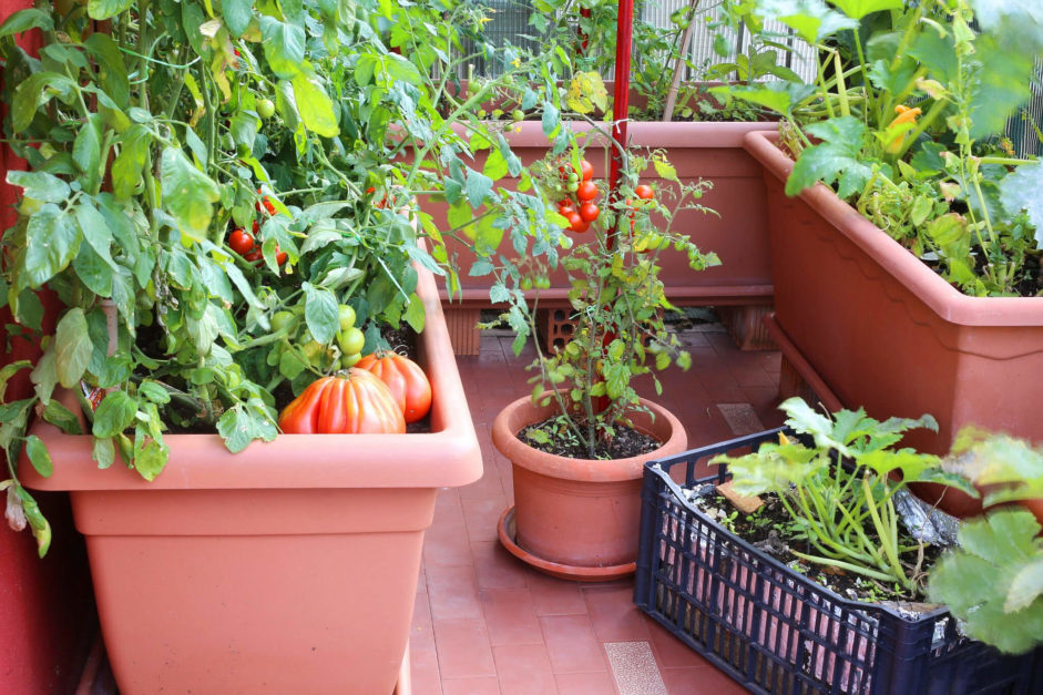 Home farming tips for everyone | Graana.com