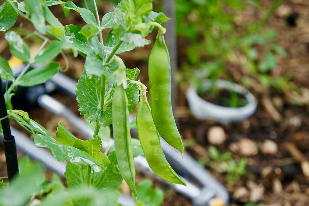 Home farming tips for everyone | Graana.com