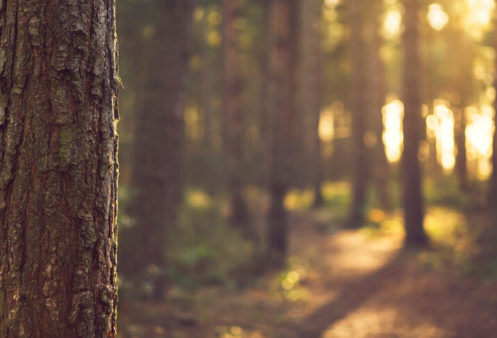 Hiking tracks you must visit in Islamabad | Graana.com