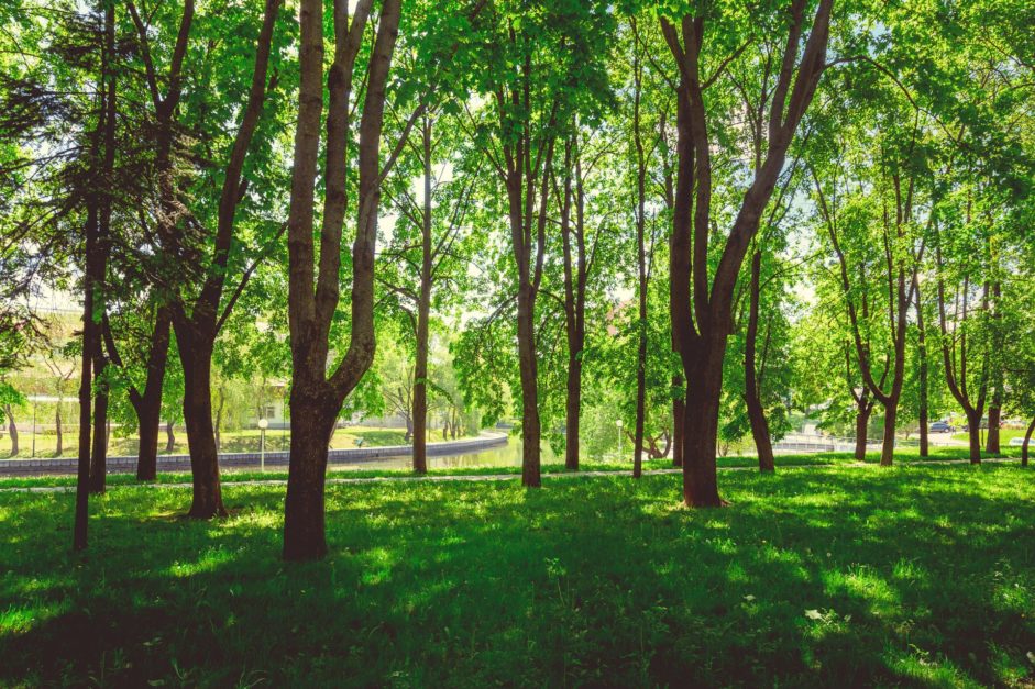 What is ‘Miyawaki Technique’ of afforestation? | Graana.com