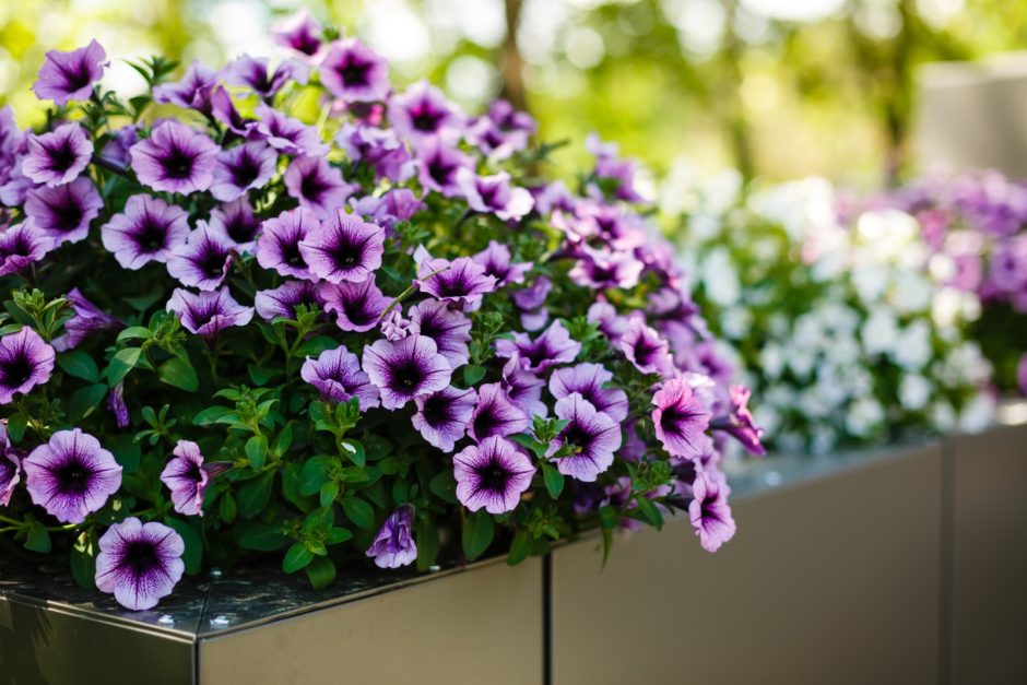 5 Easy to Grow Flowers for Beginners | Graana.com