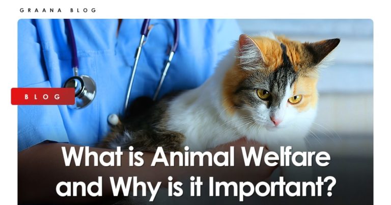 What is Animal Welfare and Why is it Important? | Graana.com