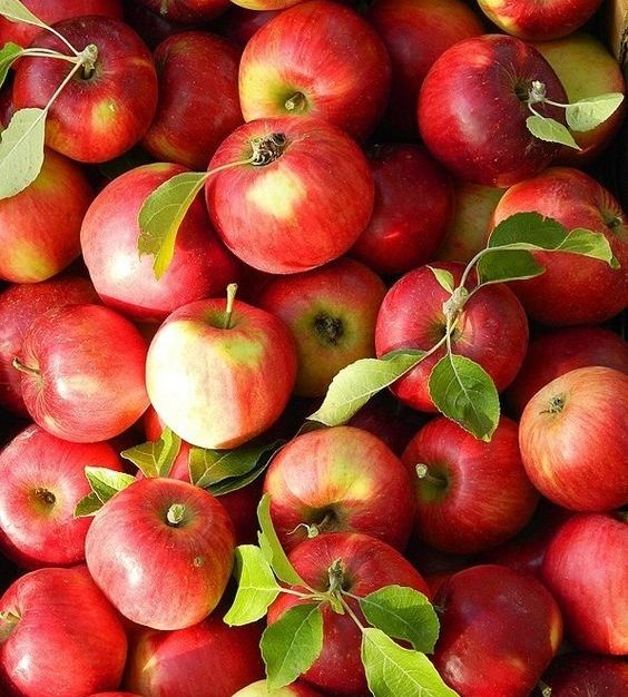 Everything You Need to Know About Popular Fruits in Pakistan | Graana.com