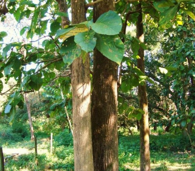 Pros and Cons of Using Teak Wood for Outdoor Furniture | Graana.com