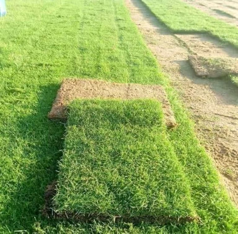Lawn Grass in Pakistan: A Complete Guide | Graana.com