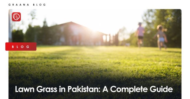 Lawn Grass in Pakistan: A Complete Guide | Graana.com