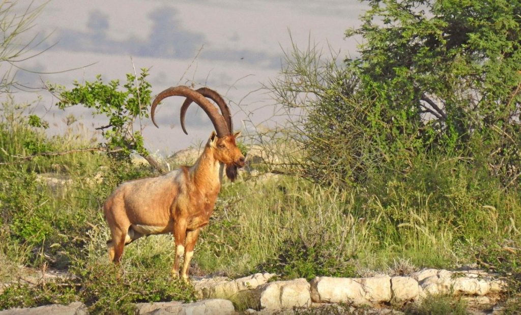 A Guide to Wildlife Sanctuaries in Pakistan | Graana.com