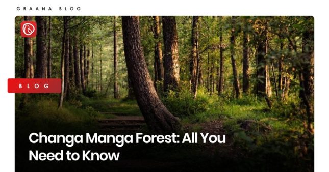 Changa Manga Forest: All You Need to Know | Graana.com