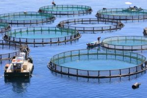 Fish Farming in Pakistan: What You Need to Know | Graana.com