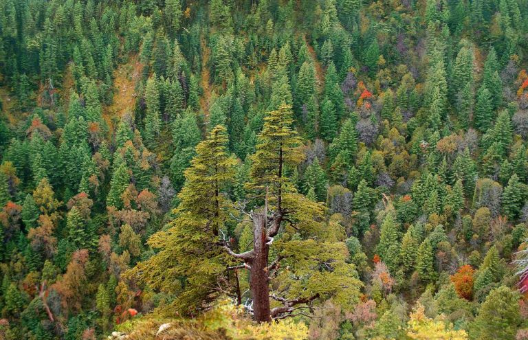 The Different Types of Forests in Pakistan | Graana.com