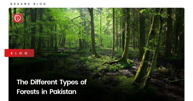 The Different Types of Forests in Pakistan | Graana.com