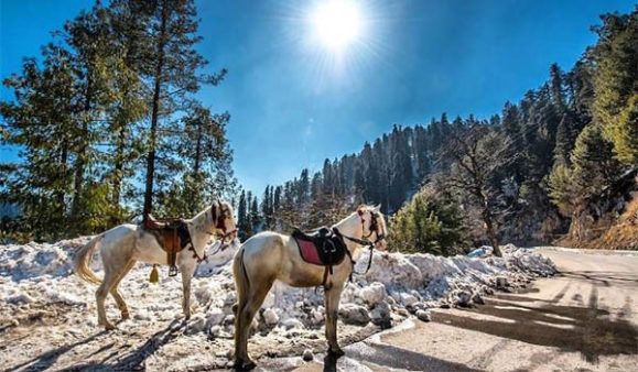 Exploring Sangreela Park Murree | Graana.com